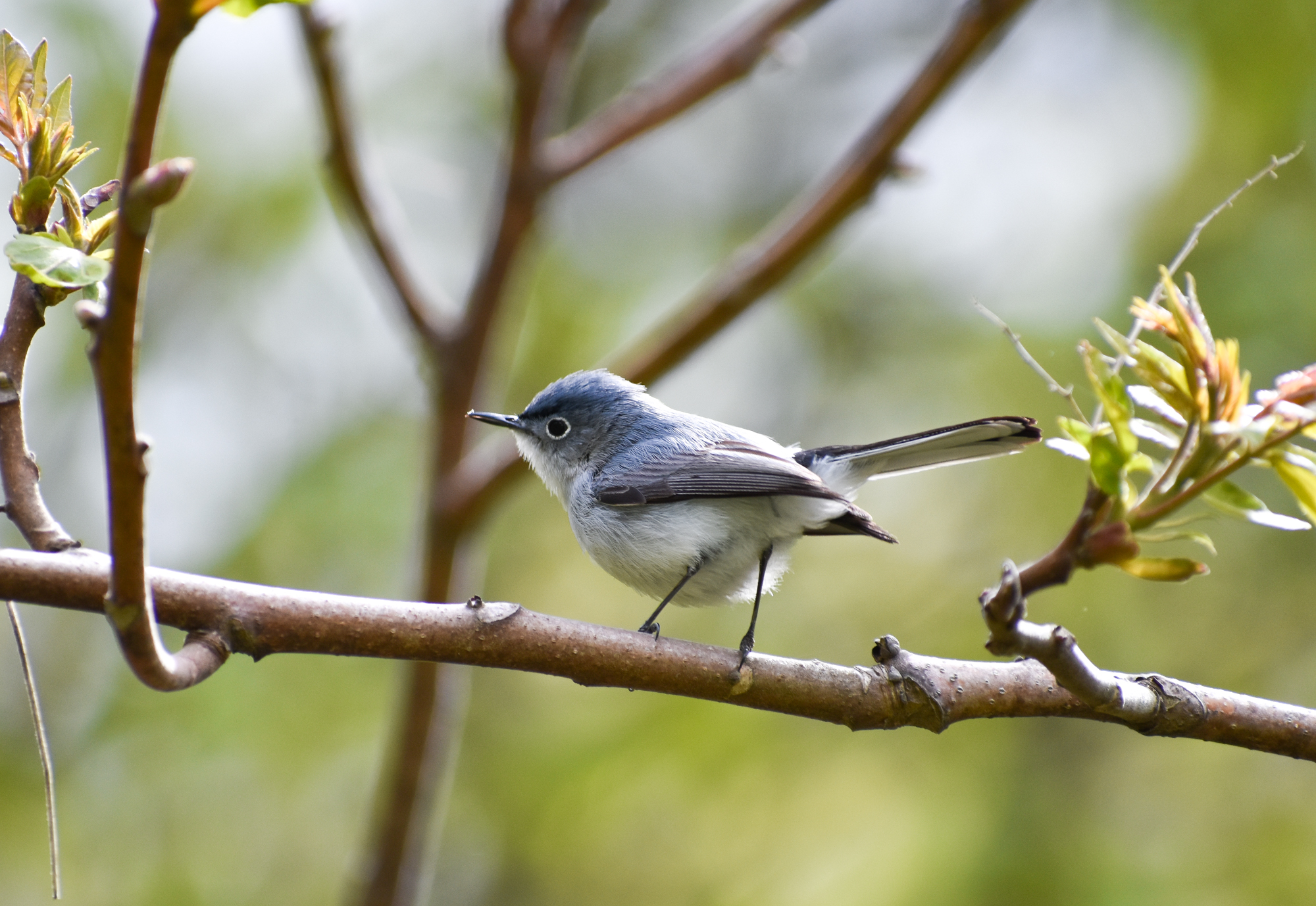 Exploring Birds How To Attract Blue gray Gnatcatcher exploring-birds-how-to-attract-blue-gray-gnatcatcher
